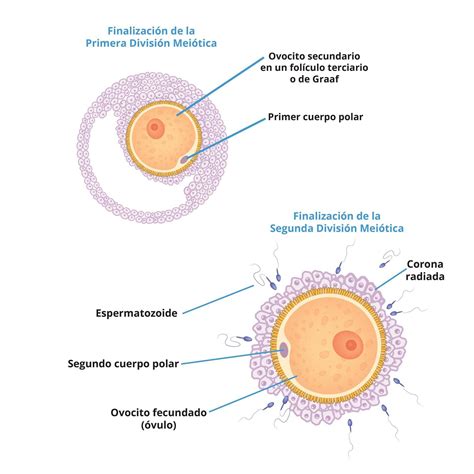Dibujo Del Ovulo Y Sus Partes Brainly Lat