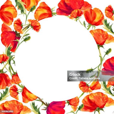 양귀비가 있는 수채화 둥근 프레임 손으로 그린 붉은 들판 꽃 흰색 배경에 분리된 주홍색 꽃의 여름 그림 양귀비 식물에 대한 스톡 벡터 아트 및 기타 이미지 Istock