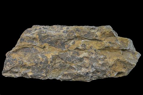 7 4 Fossil Lycopod Tree Root Stigmaria Kentucky 160232 For Sale