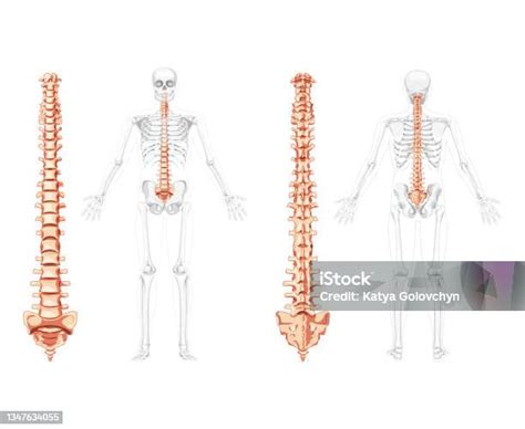 앞의 인간의 척추 기둥 골격 위치 척수 자궁 경부 흉부 및 요추 척추 사럼 및 미골이있는 뒤쪽 벡터 플랫 천연 색상 사실적인 고립 된 일러스트 해부학 척추 신체 부분에 대한