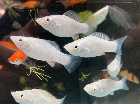 Silver Sailfin Molly Rainforest Fish