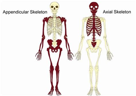50 Appendicular Skeleton Worksheet Answers Chessmuseum Template Library