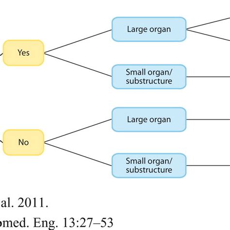 Example Of A Decision Algorithm For Selecting The Type Of Parenchymal