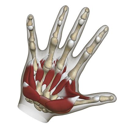 Anatomy Of Human Hand Showing Muscles Joints And Bones White Background