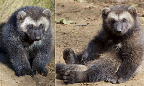 Sit Up And Take Note Trio Of Wolverine Cubs Make Debut After Becoming First To Be Born In The