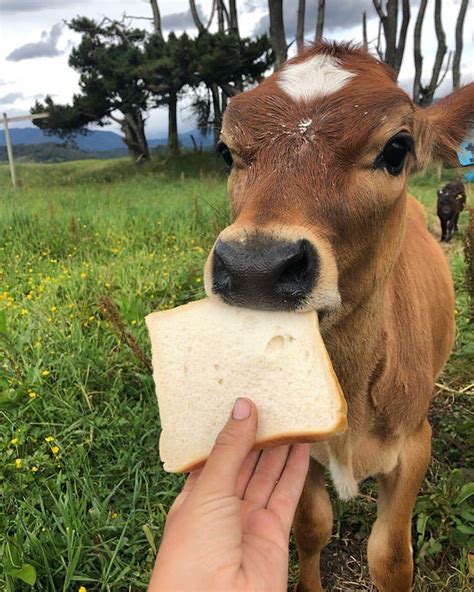 Uwu Bread R Cows