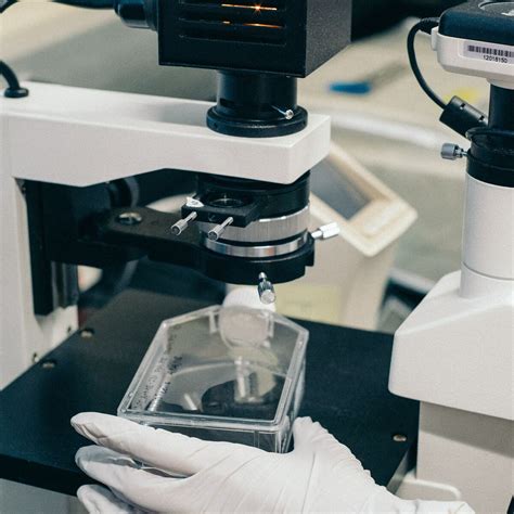 Cell Cycle Experiments Kaggle