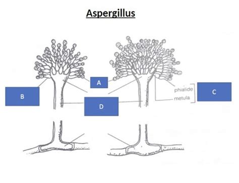 Mycology Lab Practice Flashcards Quizlet