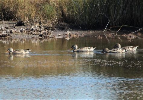 EBird Checklist 14 Oct 2022 St Marks NWR Please Consider Using A More Precise Location
