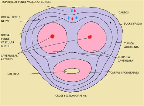 近端型尿道下裂 Pediatric Urology Book