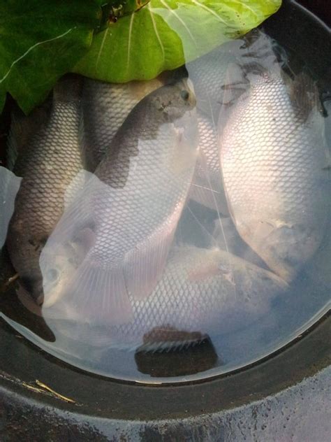 Paguyuban Gurame Ciseeng Parung Ciampea Jasinga