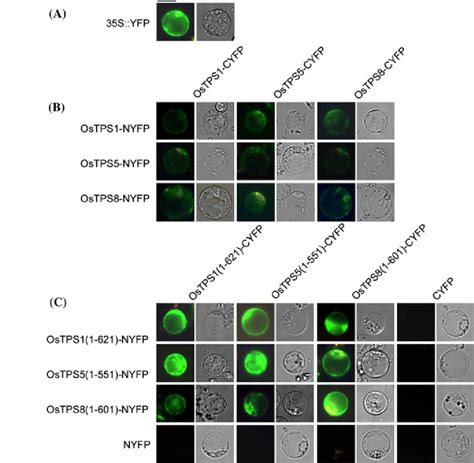 Bifc Visualization Of Protein Interactions In Rice Protoplast Cells