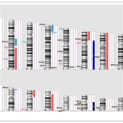 Karyoview Of Tumor Tissue Analyzed By Snp Array The Vertical Bars