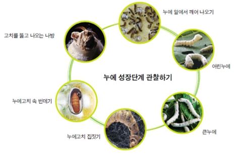 누에체험 시작 네이버 블로그