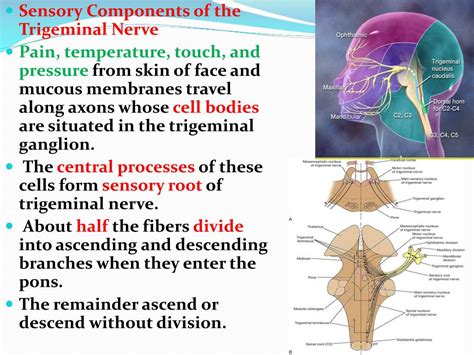 Ppt The Trigeminal Nerve Powerpoint Presentation Free Download Id