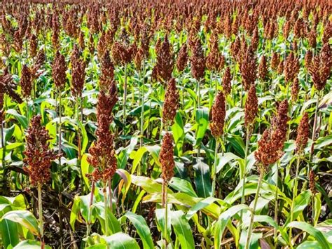 Guía Paso A Paso Para La Fertilización Orgánica Del Cultivo De Sorgo