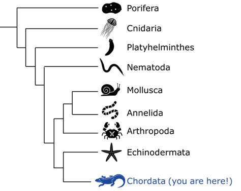 The Nonvertebrate Chordates Comparative Vertebrate And Human Anatomy