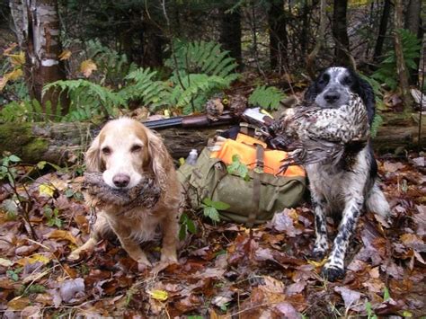 Ruffed Grouse And Woodcock Hunting With English Cocker Spaniels