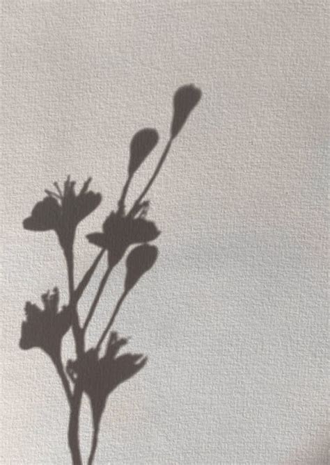 밝은 벽에 미니멀리스트 꽃 그림자 · 무료 스톡 사진