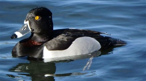 Ente Kostenloses Stock Bild Public Domain Pictures