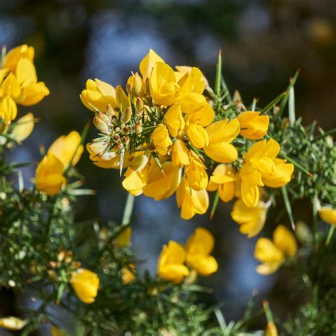 Beautiful Botanicals Gorse Dunnet Bay Distillers