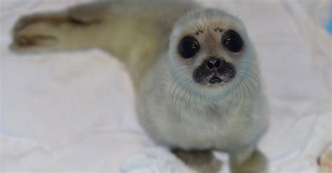 Ljubav Na Prvi Zalogaj Mladunče Foke Probalo Ribu I Oduševilo Se Telegraf Rs