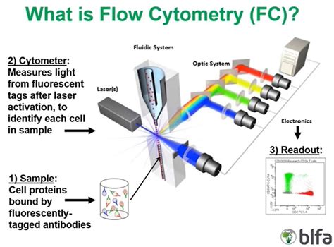 Basics Of Flow Cytometry Part I Gating And Data Analysis Flow Cytometry Gating Strategy Gating