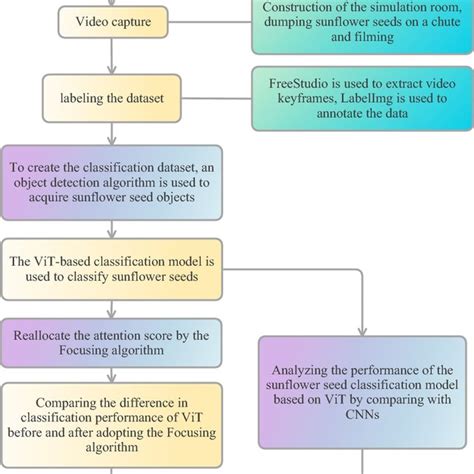 The Vit Based Sunflower Seed Classification Models Structure Download Scientific Diagram