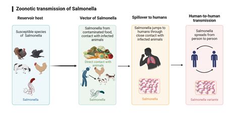 Zoonotic Transmission Of Salmonella Biorender Science Templates