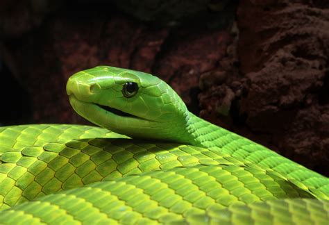 Filemamba Dendroaspis Angusticeps Wikimedia Commons