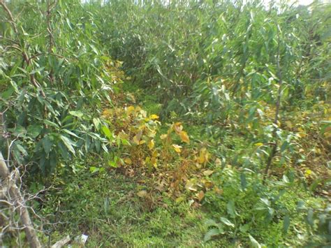 黑豆豆荚图片 黑浆 黑豆 第7页 大山谷图库