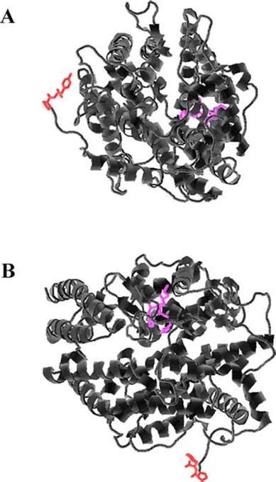 Schematic Representation Of Ace2 Structure Red Denotes Carboxy Tail