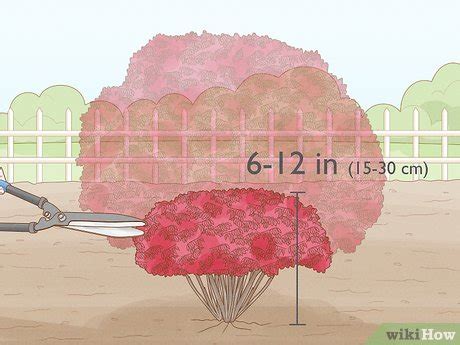 3 Ways To Prune Burning Bush Wikihow