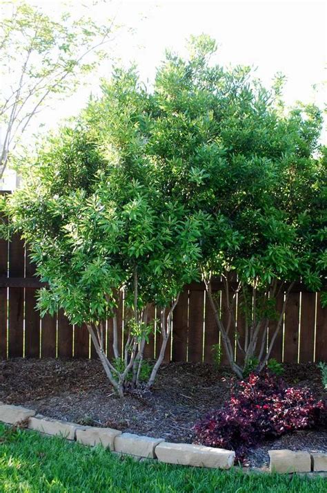 Landscaping Made Easy Part 1 Wax Myrtle Artofit
