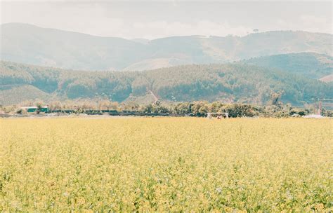 무료 이미지 인용 부호 벽지 경치 미술 사진술 포도 수확 파스텔 아름다운 귀엽다 인쇄술 행복 살고 있다 빛 들 목초지 수확고 농업 평원