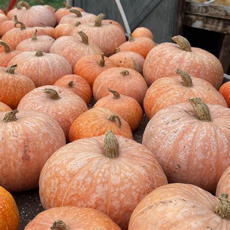 Lower Salmon River Squash Seeds — Annapolis Seeds