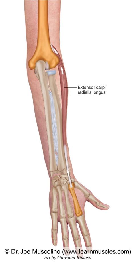 Extensor Carpi Radialis Longus Learn Muscles