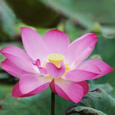 연꽃 Nelumbo Nucifera Picturethis