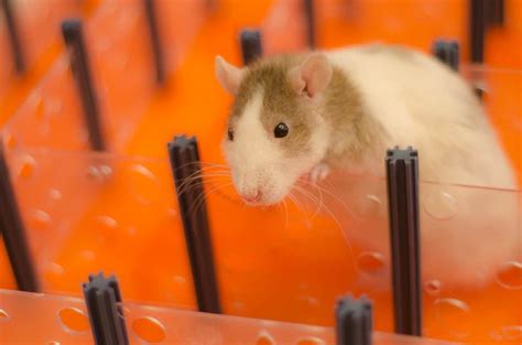 Modular Rat Maze Noveltystreet