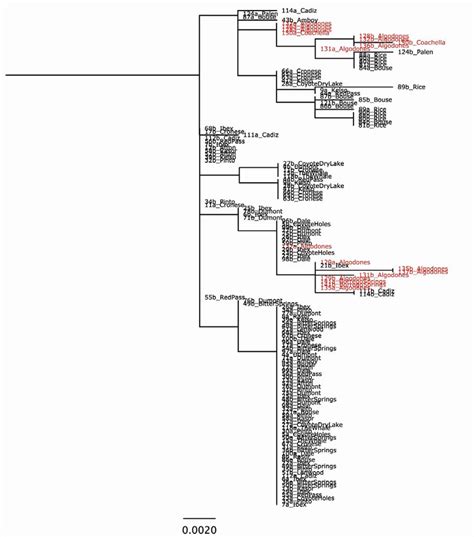 maximum likelihood gene tree for locus uma07 generated using garli v
