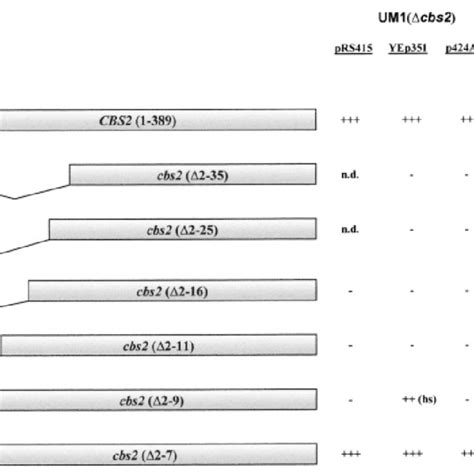 N Terminal Truncations Of Cbs2p Wild Type Cbs2p Cbs21 389 And