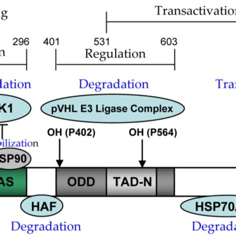 Schematic Representation Of Hif 1alpha And Its Functional Domains Download Scientific Diagram