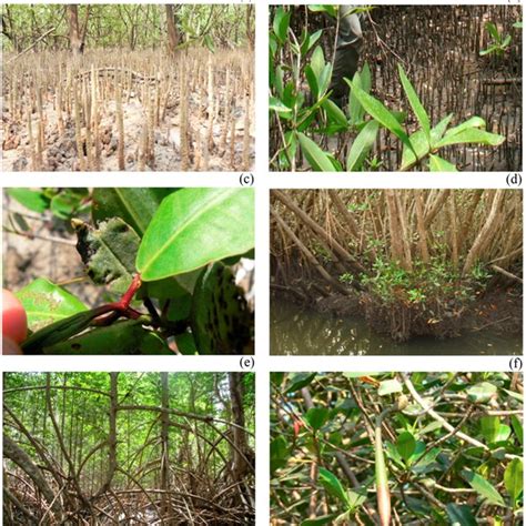 1 Mangrove Zones Loss Examples Due To Expansion Of Urban Areas In Download Scientific Diagram