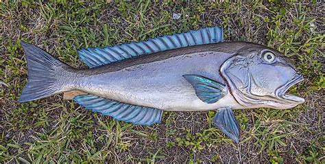 35 Blueline Tilefish Full Mount Fiberglass Fish Replica The Fish