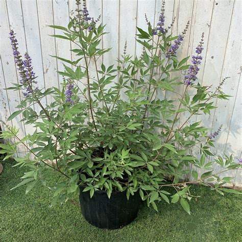 穗花牡荆盆栽穗花牡荆大山谷图库