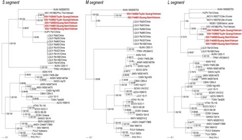 phylogenetic trees were generated by maximum likelihood and bayesian