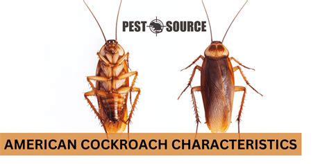 American Cockroaches Facts Identification Control Pest Source