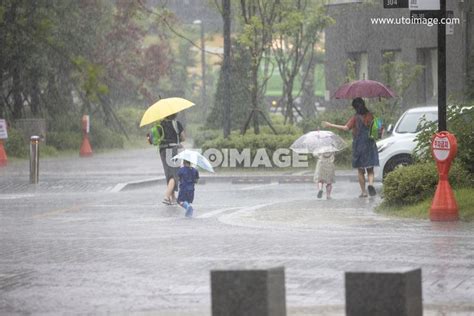 비가 내리는 길을 우산을 쓰고 가는 사람들 비오는 날 Onepro 사진 가족 생활 비오는 비 내리는 우산 우비 장화 빗방울 거리 물 폭우 우산살