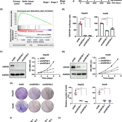 Ubiquitin‐specific Protease 28 Usp28 Positively Regulates Wnt