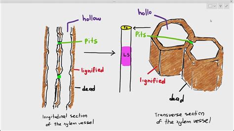 7 2 Formation And Structure Of Xylem Vessels Cambridge As A Level
